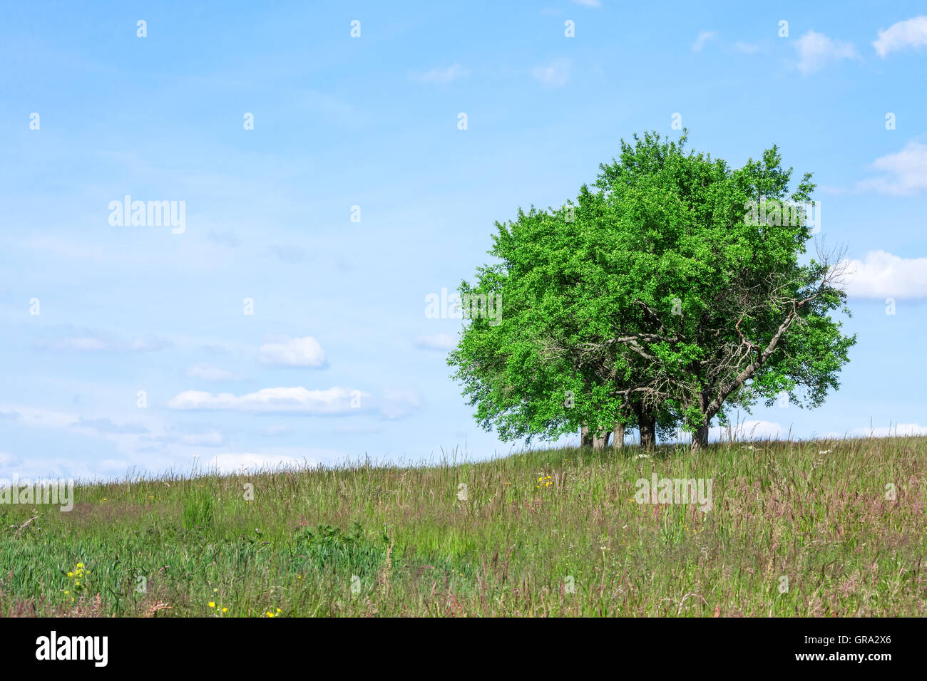 Trees In Summer Stock Photo - Alamy