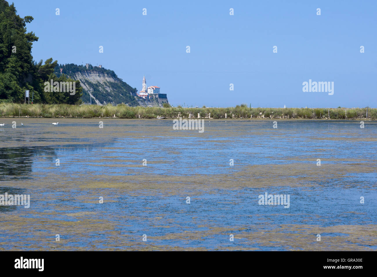 Nature Reserve Of Strunjan, Community Piran, Adriatic Coast, Istria ...