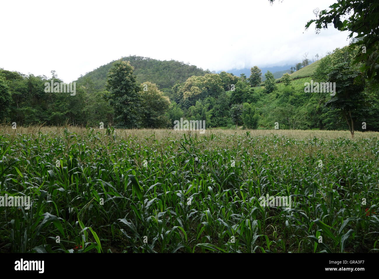 Cornfield corn field hi-res stock photography and images - Alamy