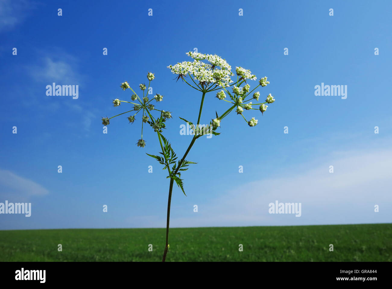 Plants of caraway hi-res stock photography and images - Alamy