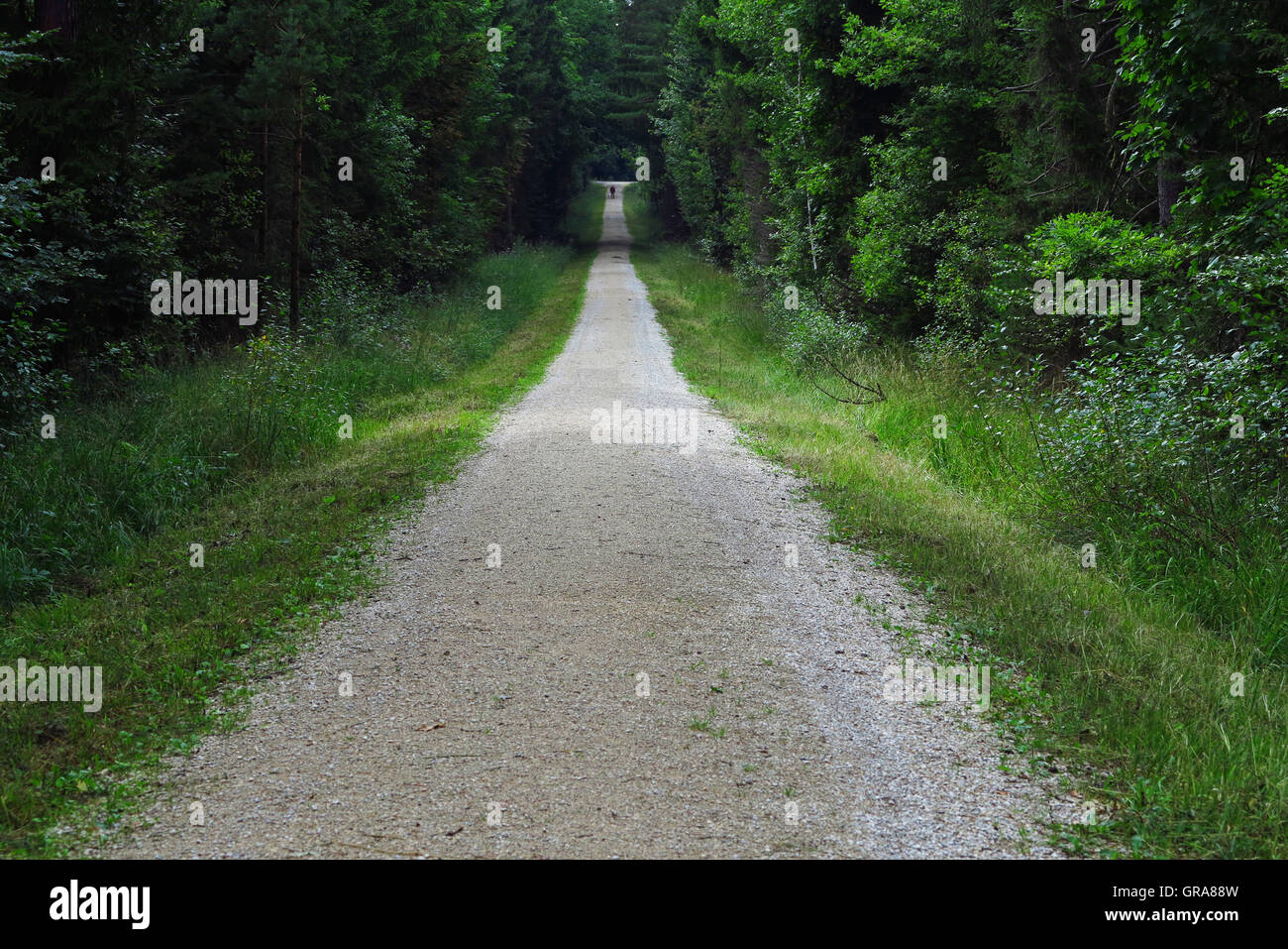 Forest walk hi-res stock photography and images - Alamy