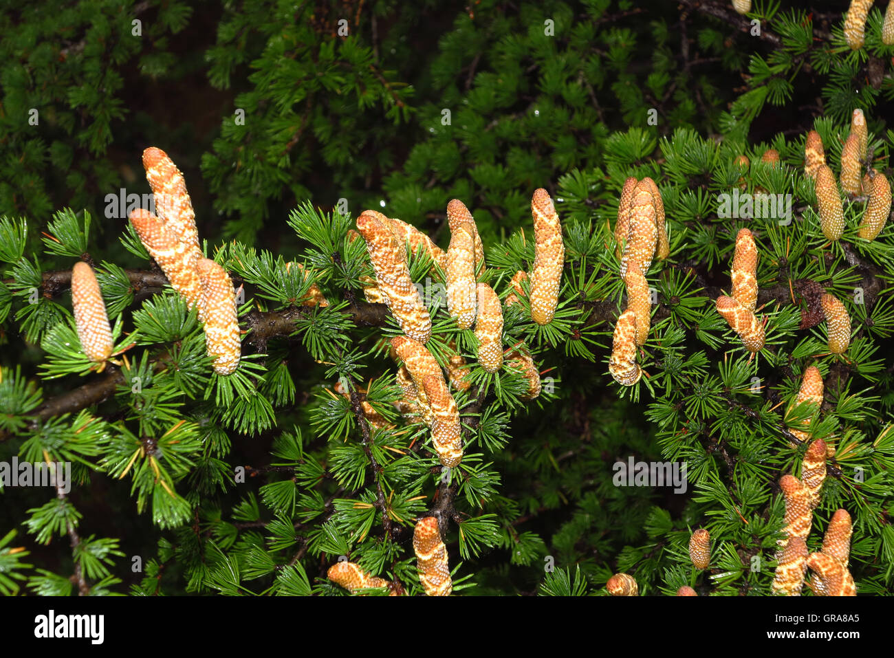 Cedar fruits hi-res stock photography and images - Alamy