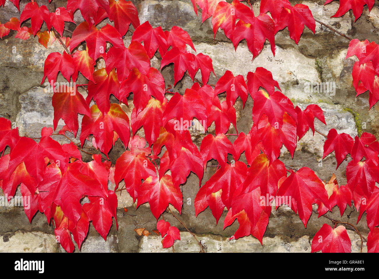 Climbing wine hi-res stock photography and images - Alamy