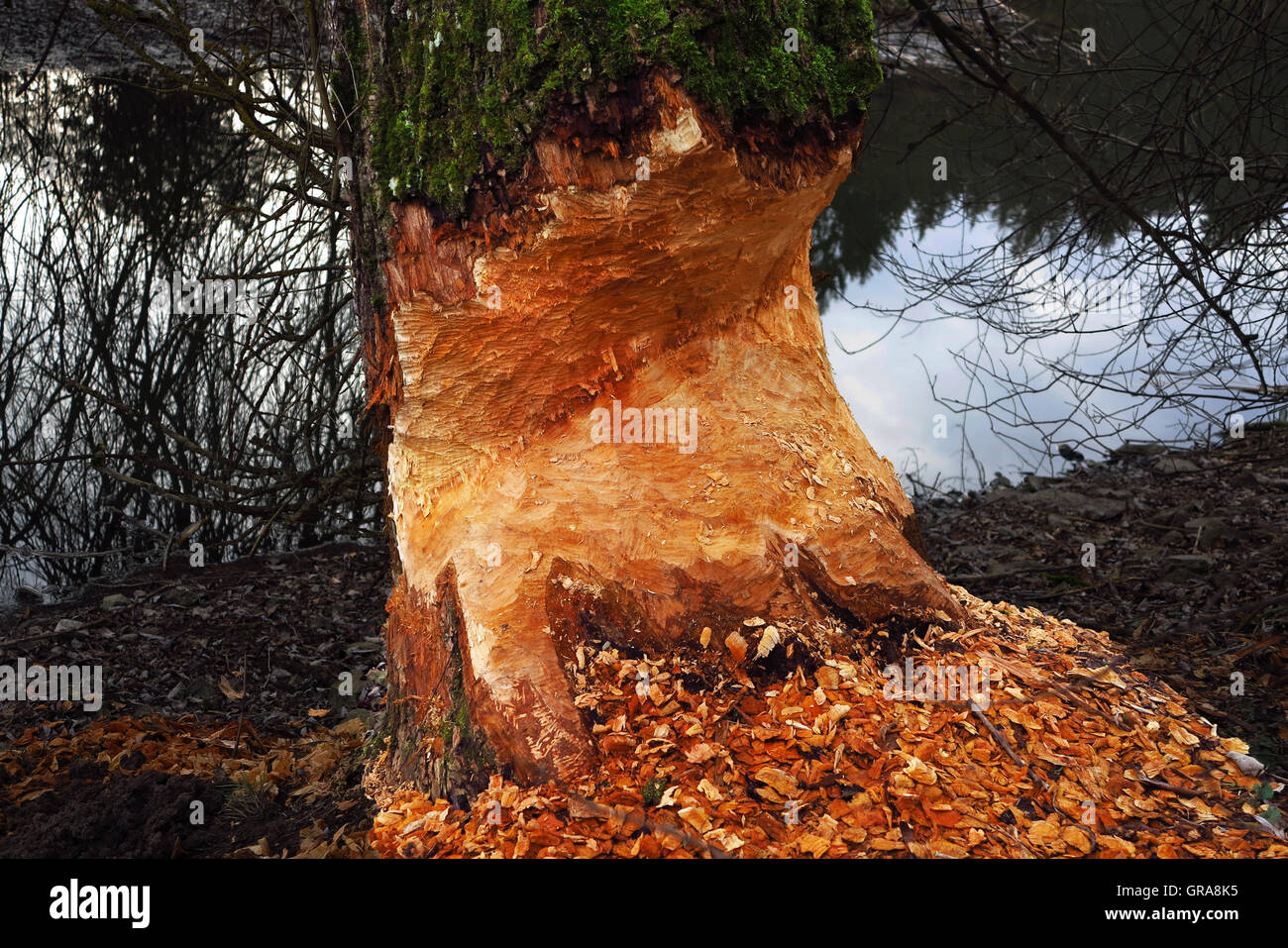 Beaver felling tree hi-res stock photography and images - Alamy