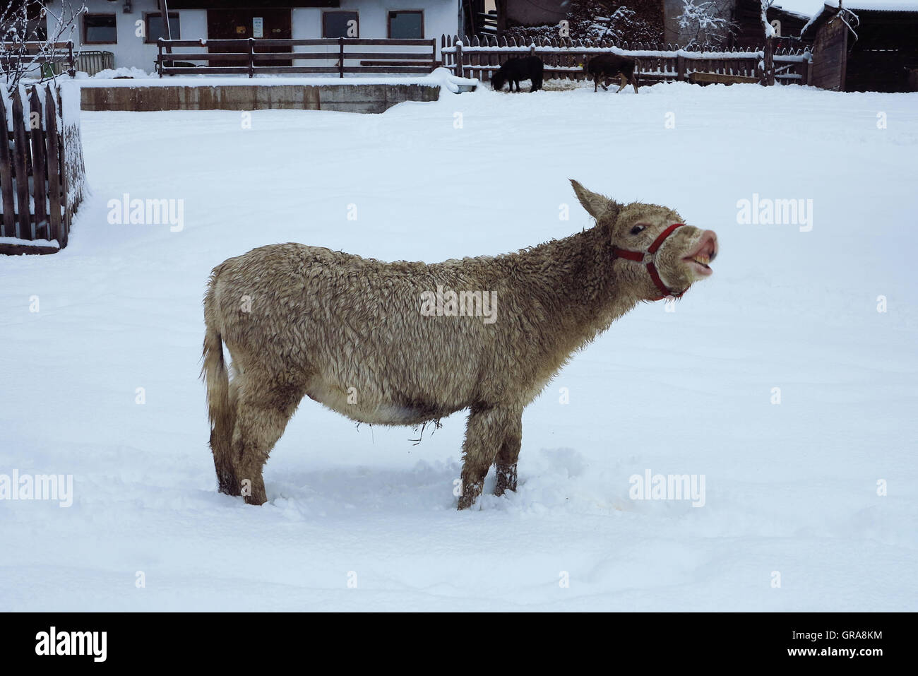 Donkey snow hi-res stock photography and images - Alamy