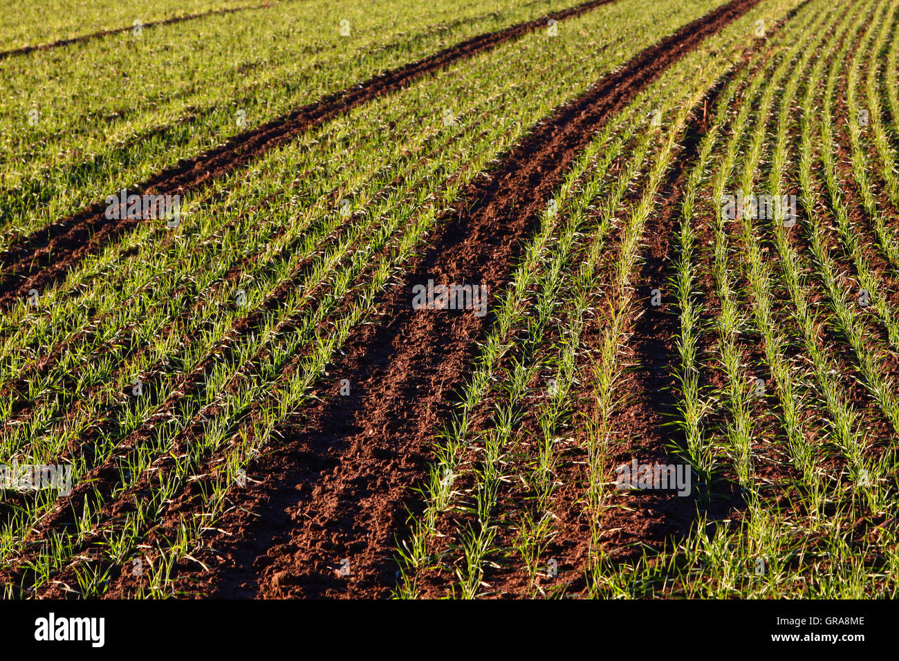 Wheat free drink hi-res stock photography and images - Alamy