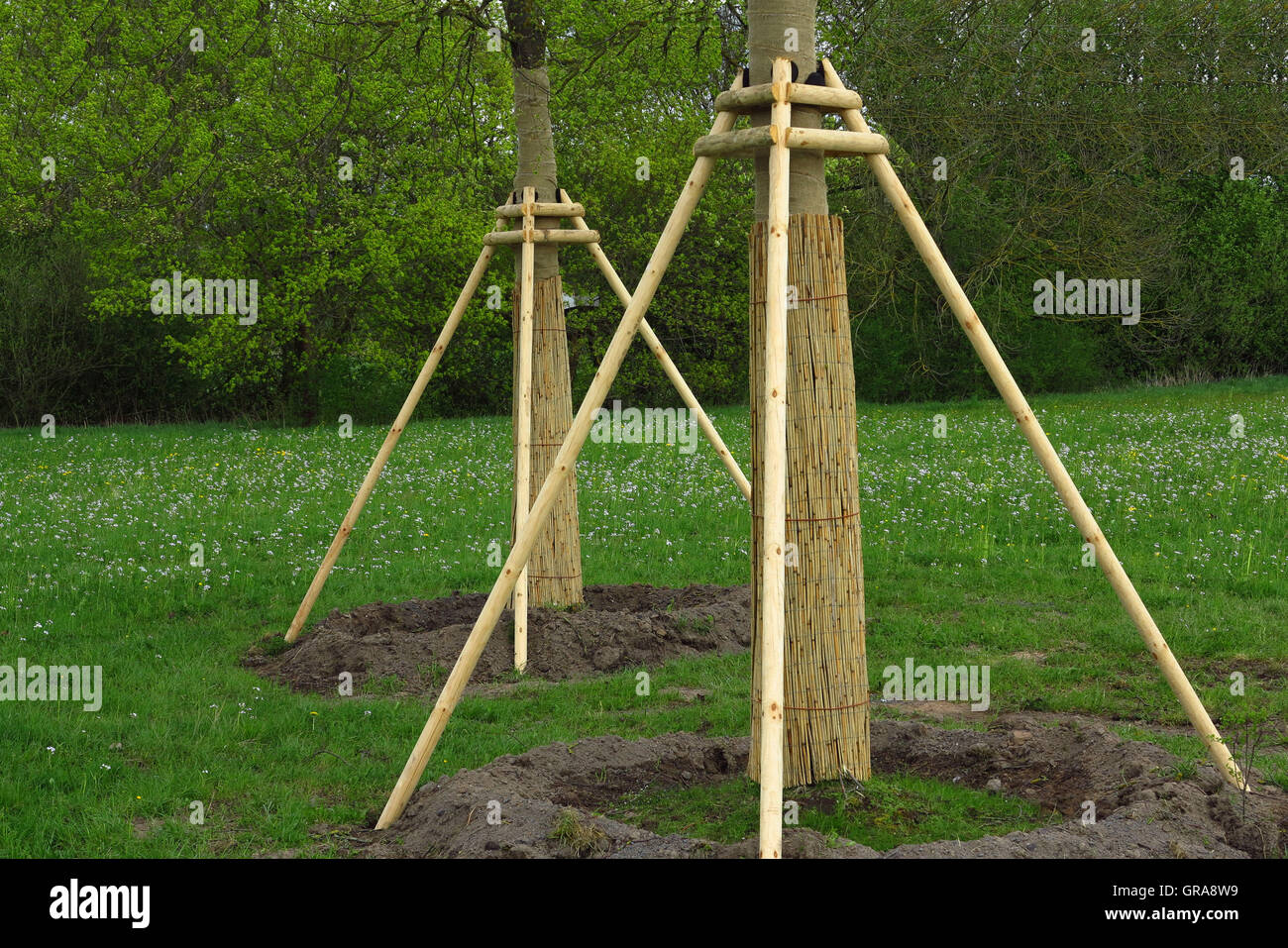 Tree scaffolding hi-res stock photography and images - Alamy