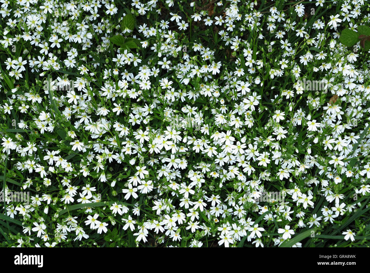 Meadow chickweed hi-res stock photography and images - Alamy