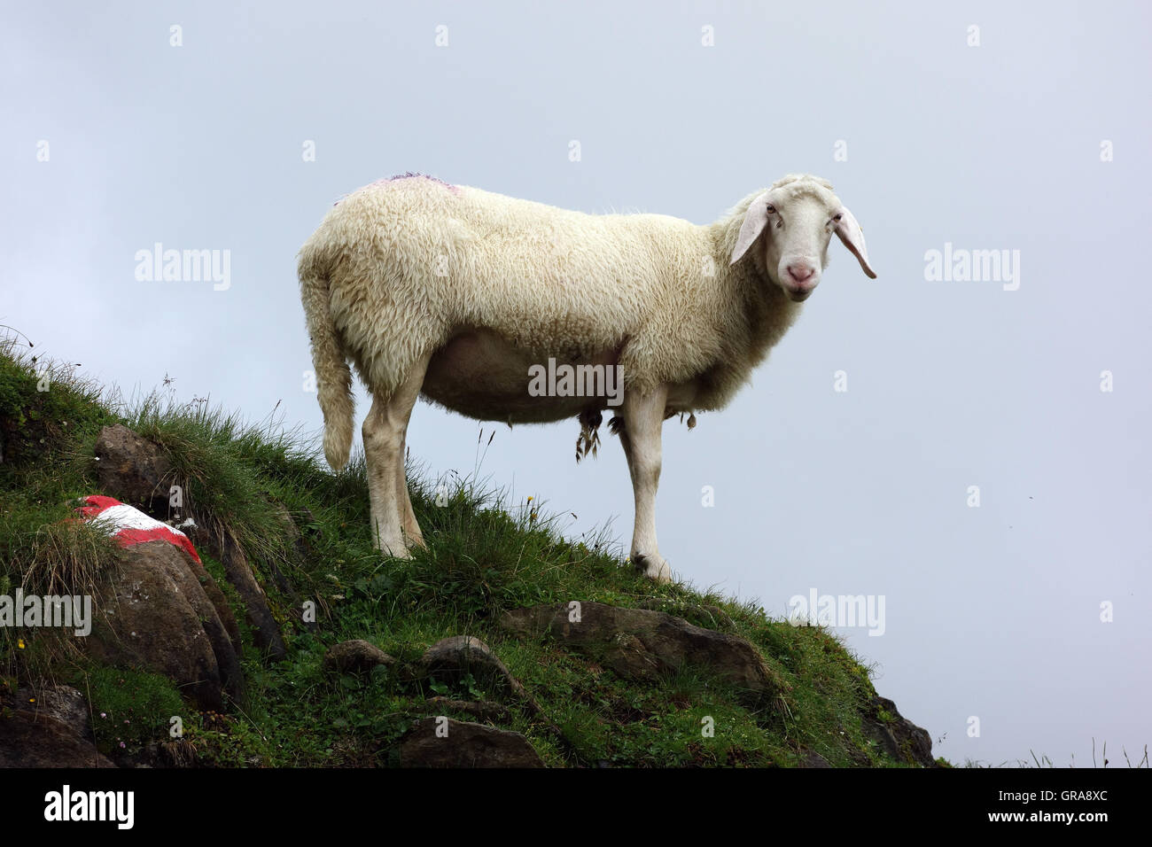 Nature sheep hi-res stock photography and images - Alamy