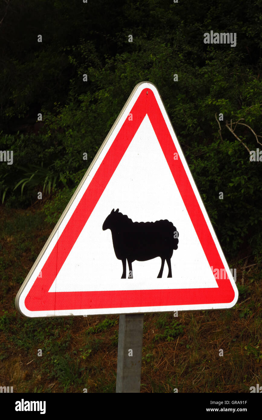 Road traffic sign warning sheep hi-res stock photography and images - Alamy