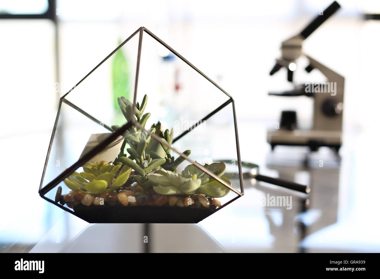 Workshop laboratory microscope stands on a glass countertop Stock Photo ...