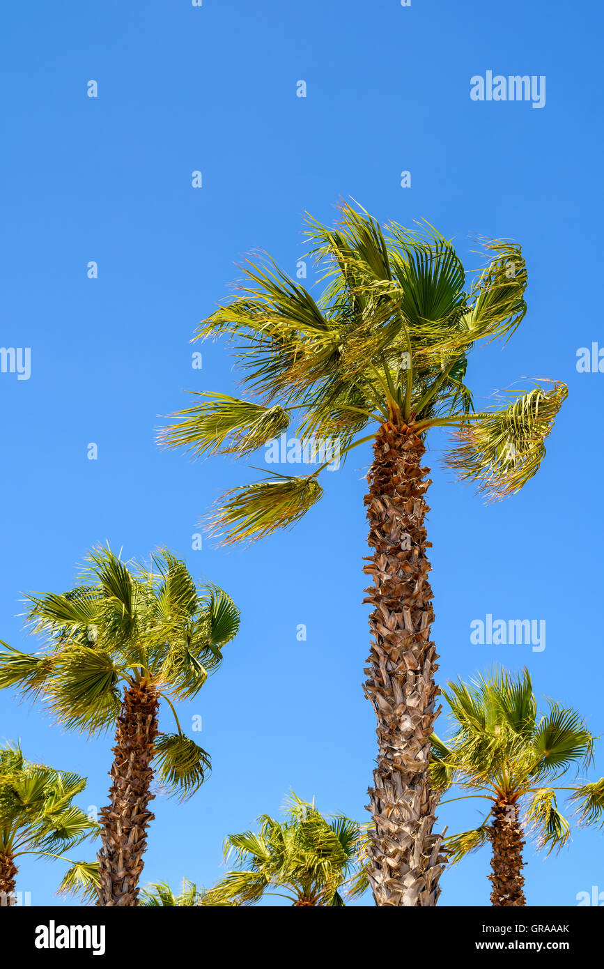 Green Palm Trees On Clear Blue Sky Stock Photo - Alamy