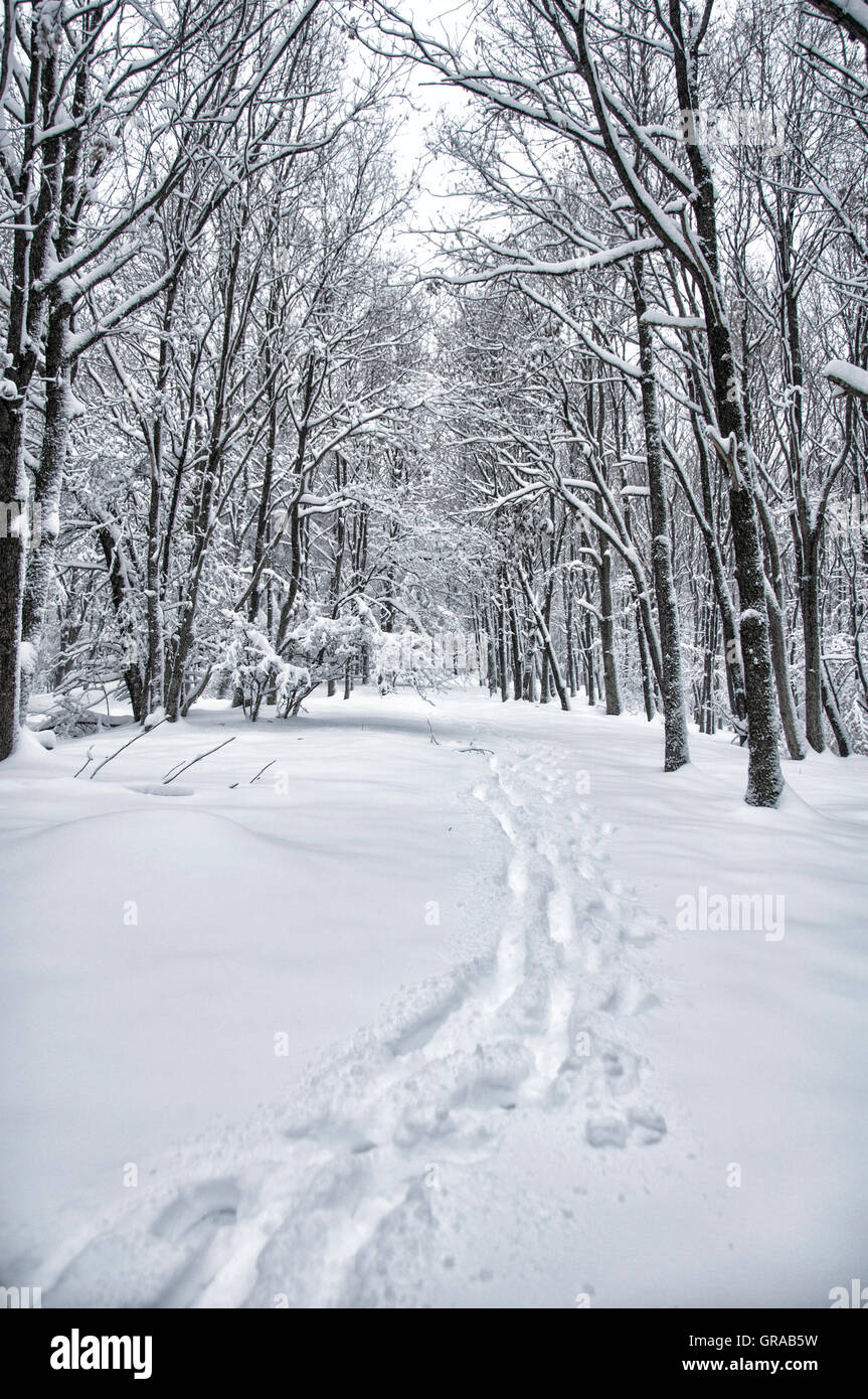 Frozen forest covered with snow Stock Photo - Alamy