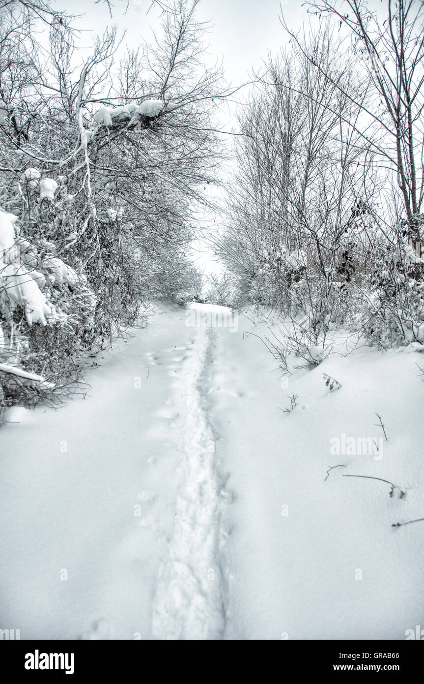 Frozen forest covered with snow Stock Photo - Alamy
