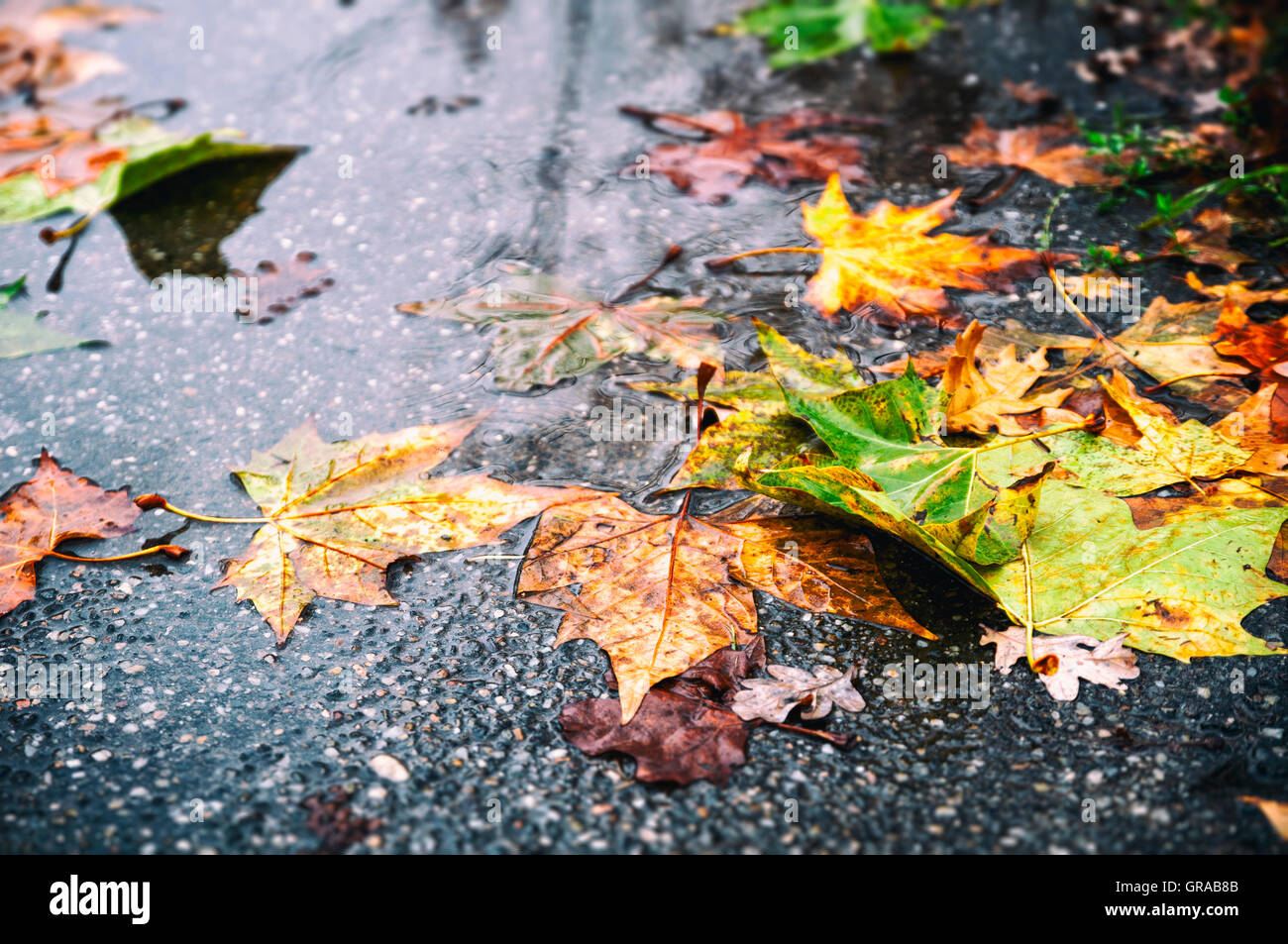 Yellow autumn leaves float at surface of a rain pond. Yellow autumn leaves background fall Stock ...