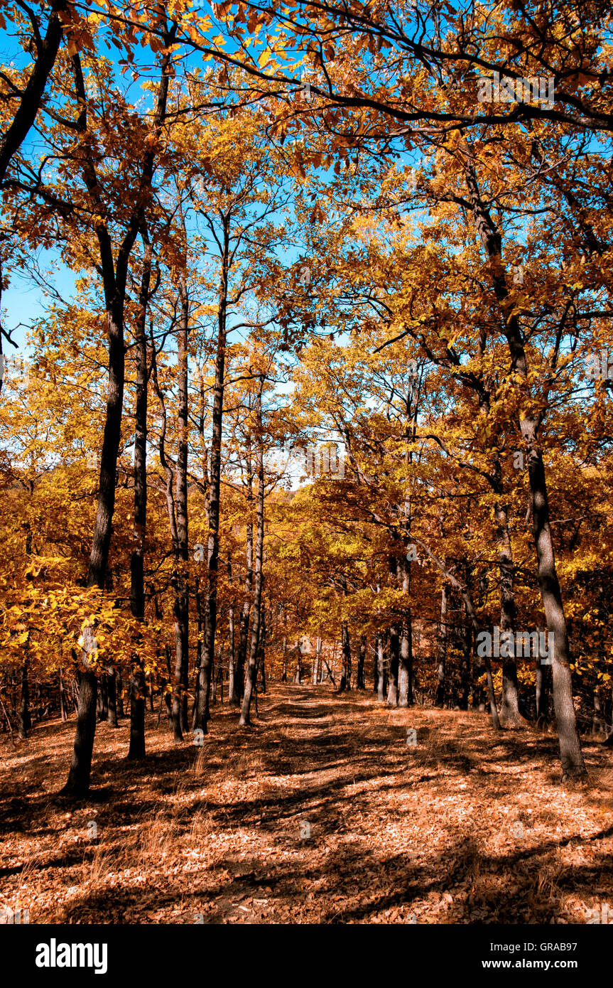 Looking up in the tree forest in autumn Stock Photo - Alamy