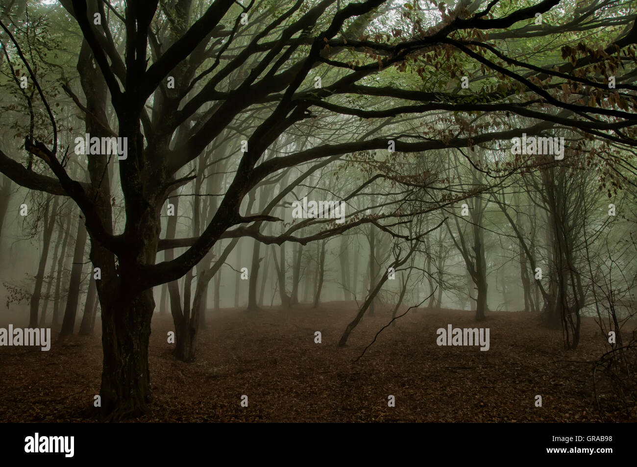 Fog brow hi-res stock photography and images - Alamy