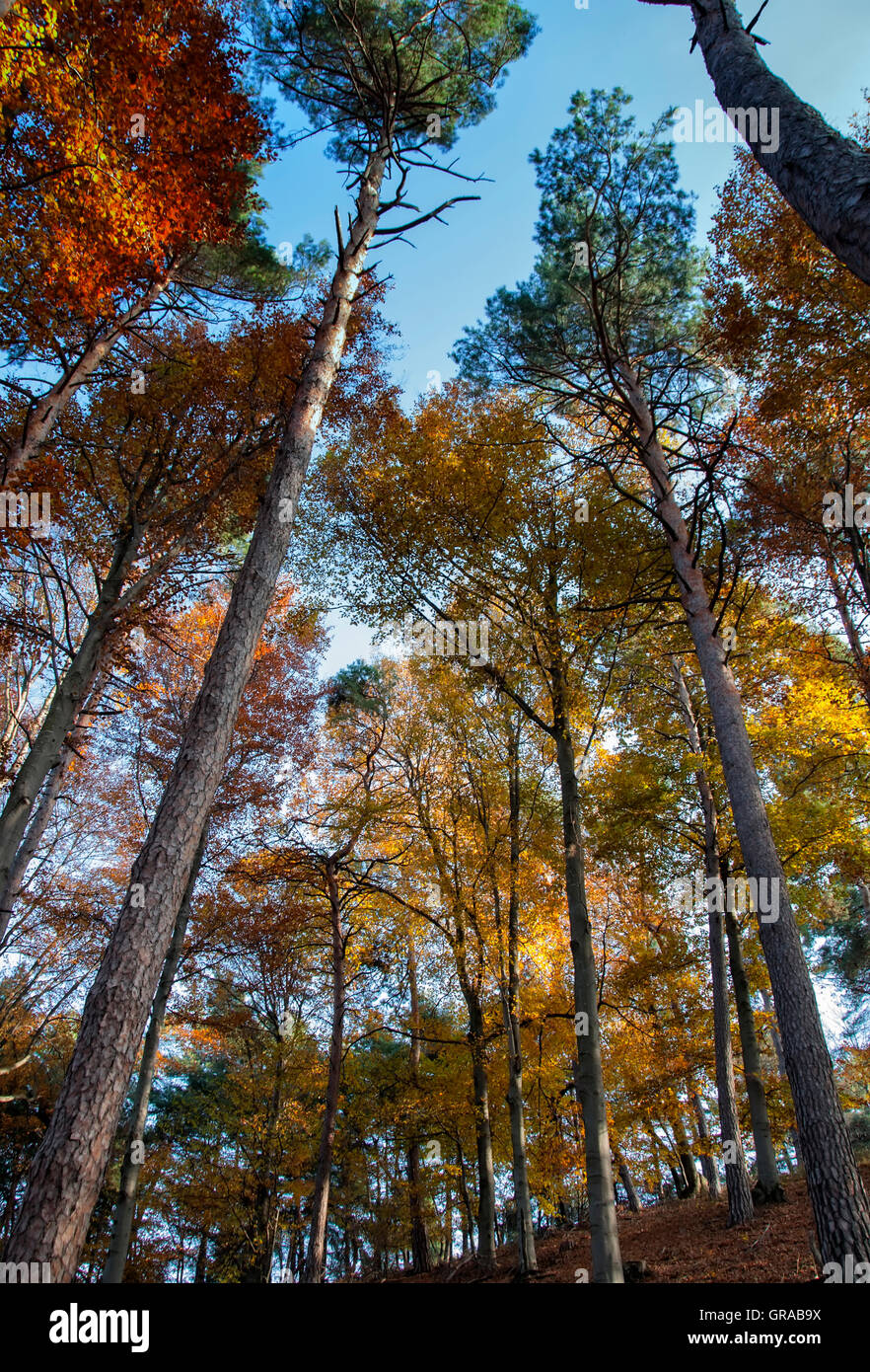Looking up in the tree forest in autumn Stock Photo - Alamy