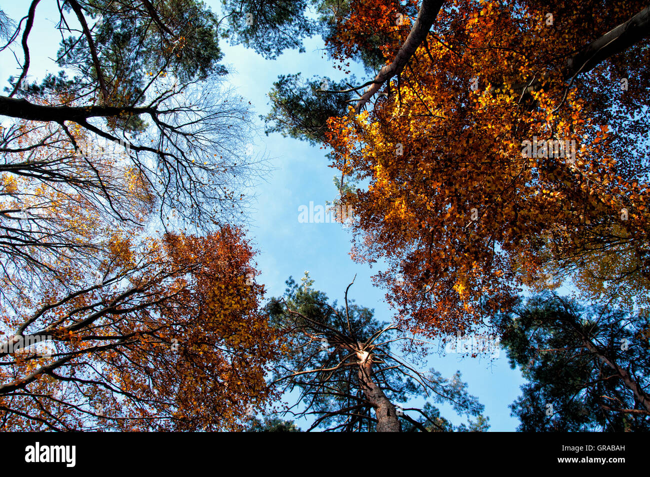 Looking up in the tree forest in autumn Stock Photo - Alamy