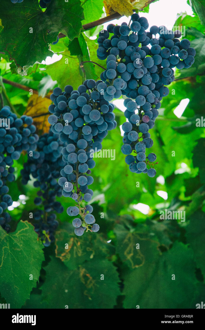 Red wine grape in autumn Stock Photo - Alamy