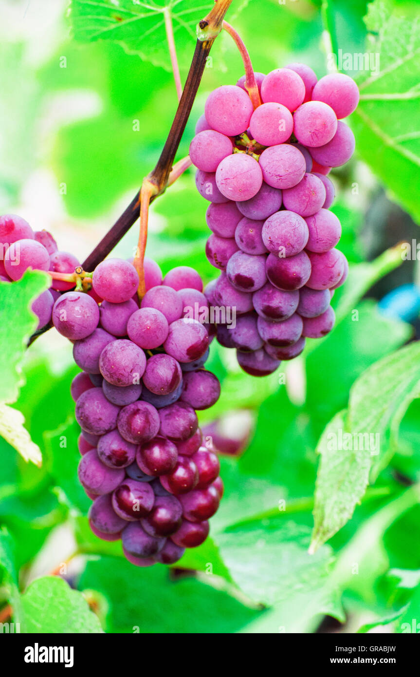 Red wine grape in autumn Stock Photo - Alamy