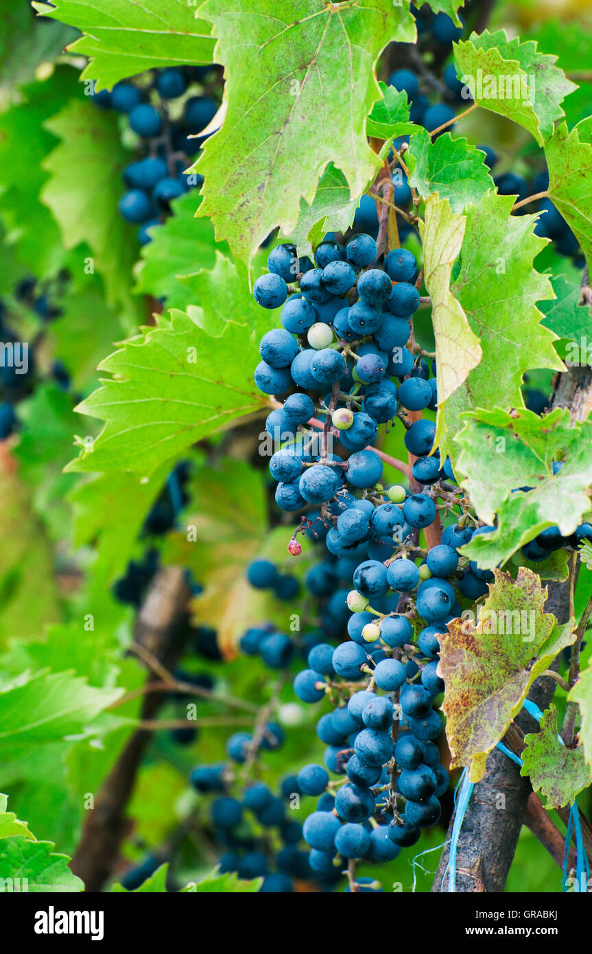 Red wine grape in autumn Stock Photo - Alamy