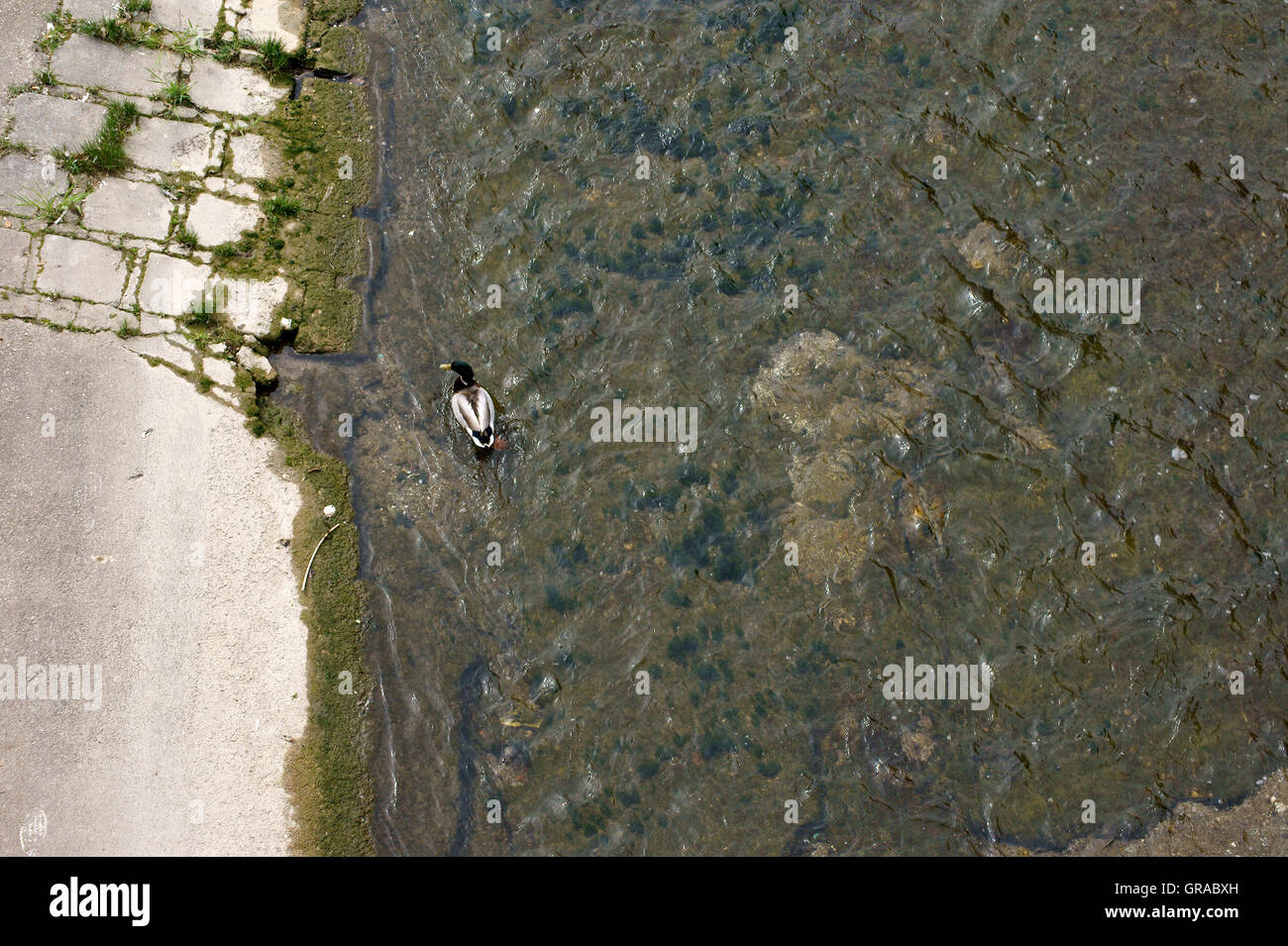 Drake Top View Stock Photo - Alamy
