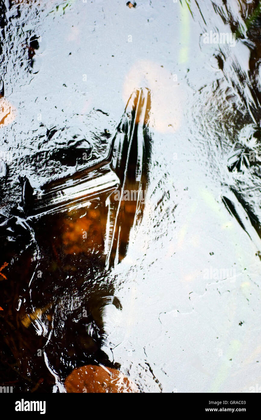 Thin ice sheets hi-res stock photography and images - Alamy