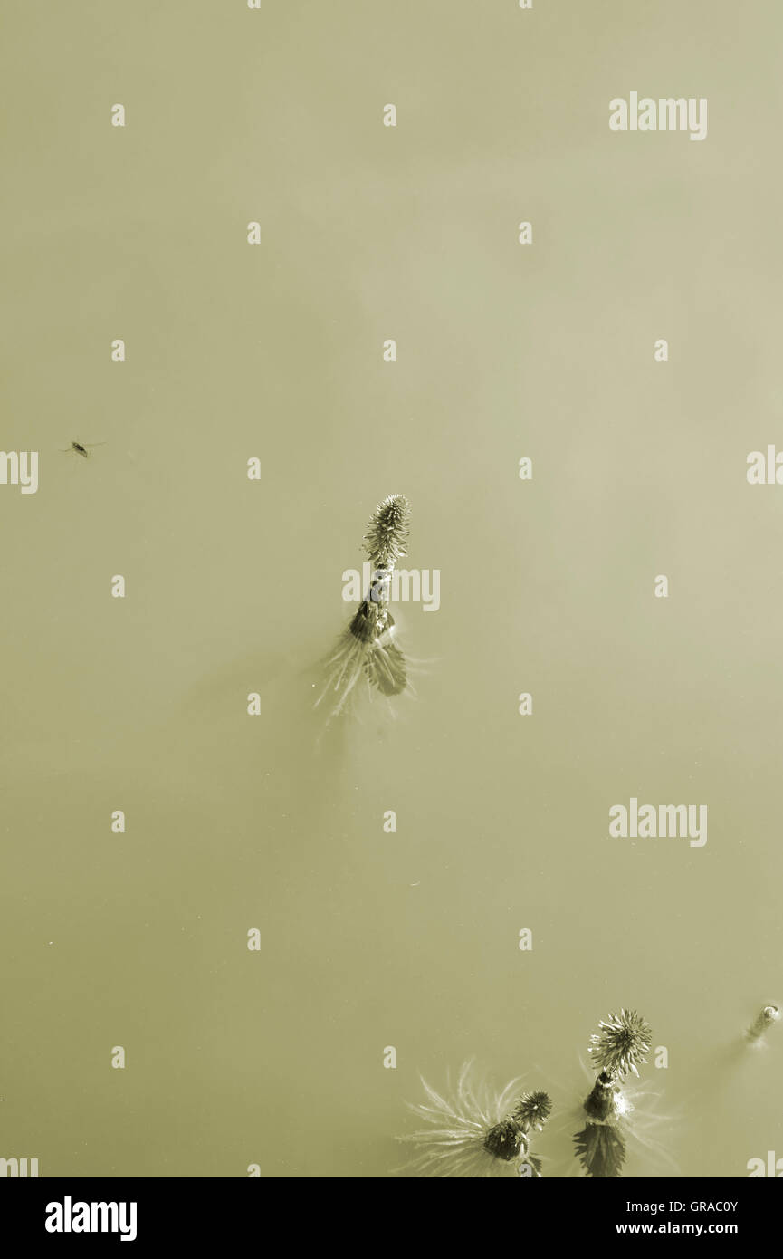 Mare S Tail Stock Photo - Alamy