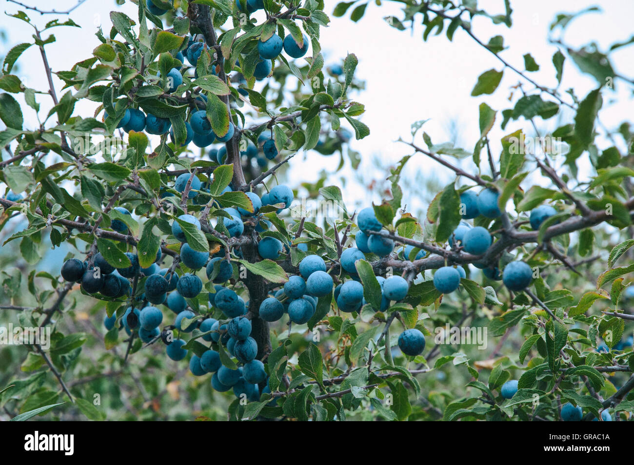 Prunus spinosa plum hi-res stock photography and images - Alamy
