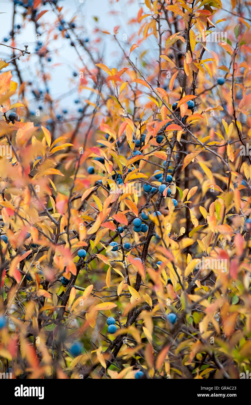 Fruits of the blackthorn (Prunus spinosa Stock Photo - Alamy