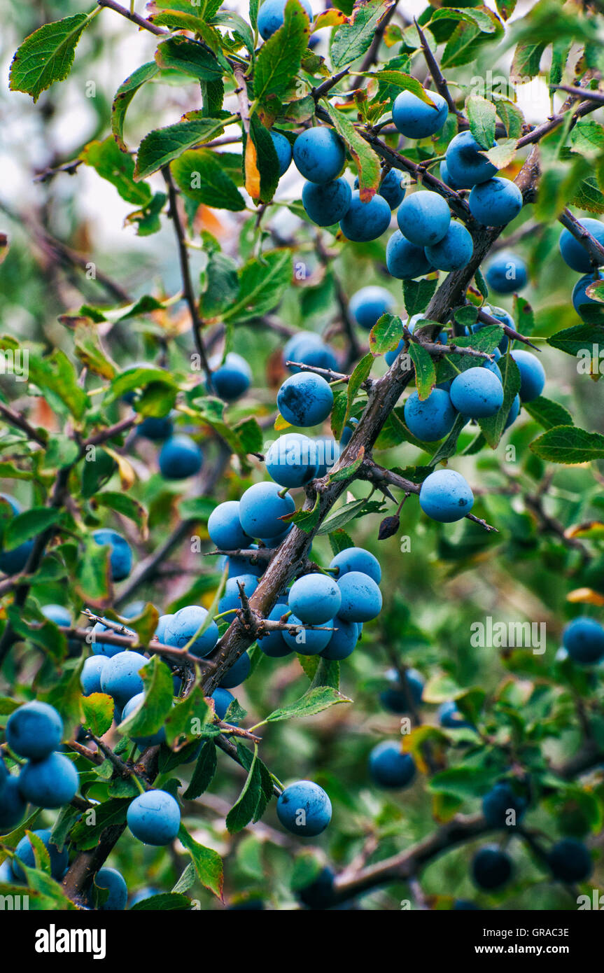 Fruits of the blackthorn (Prunus spinosa Stock Photo - Alamy