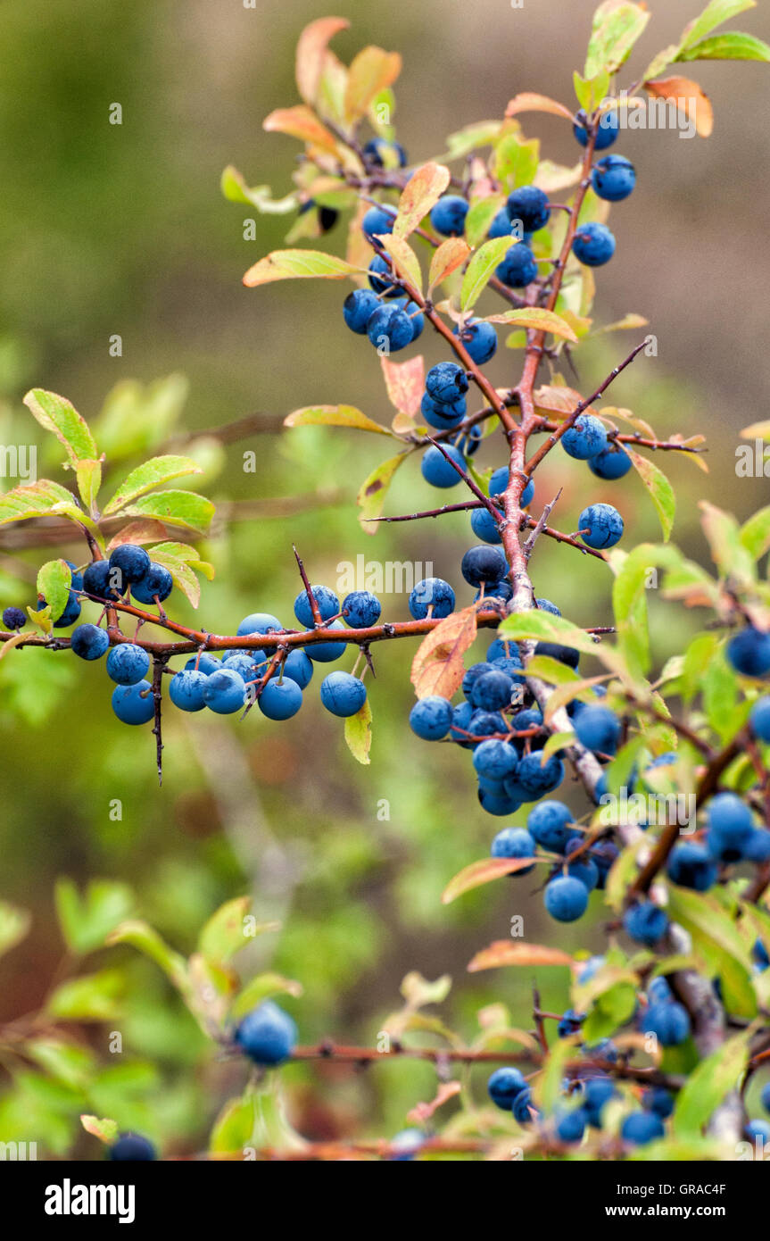 Prunus spinosa plum hi-res stock photography and images - Alamy