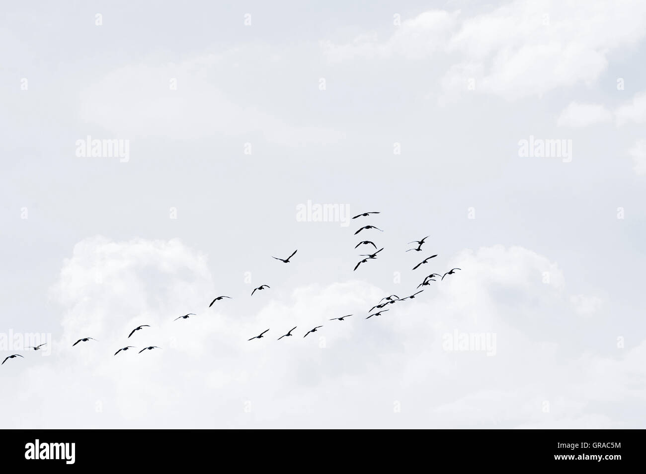Flock Of Wild Geese Stock Photo - Alamy