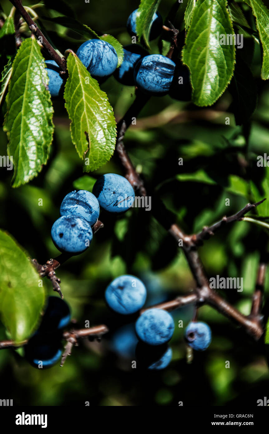 Fruits of the blackthorn (Prunus spinosa Stock Photo - Alamy