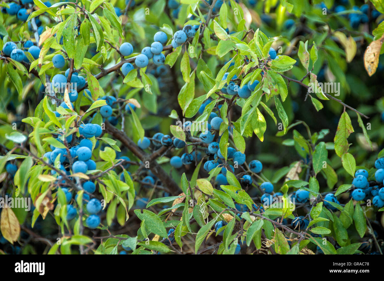 Fruits of the blackthorn (Prunus spinosa Stock Photo - Alamy