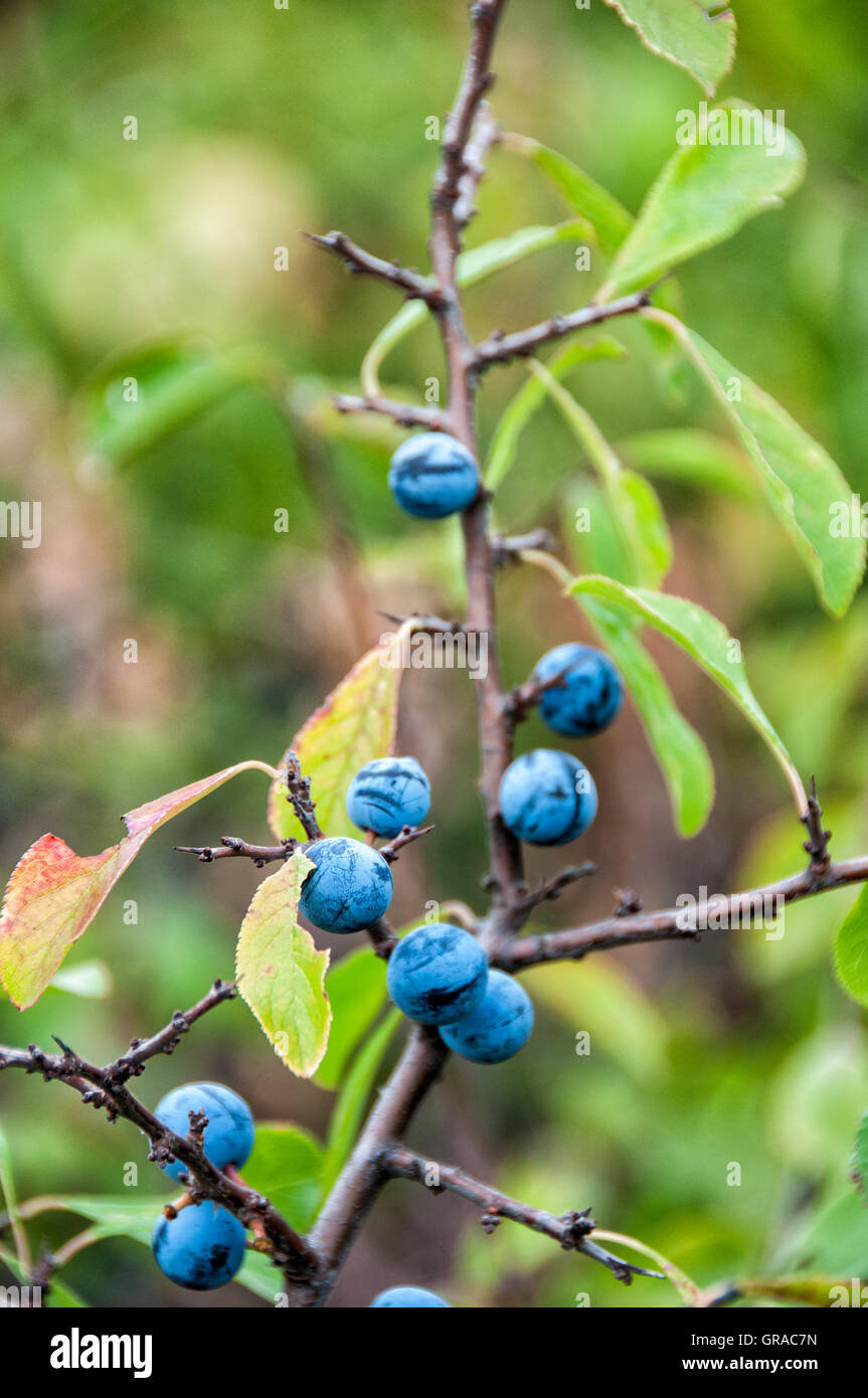 Fruits of the blackthorn (Prunus spinosa Stock Photo - Alamy
