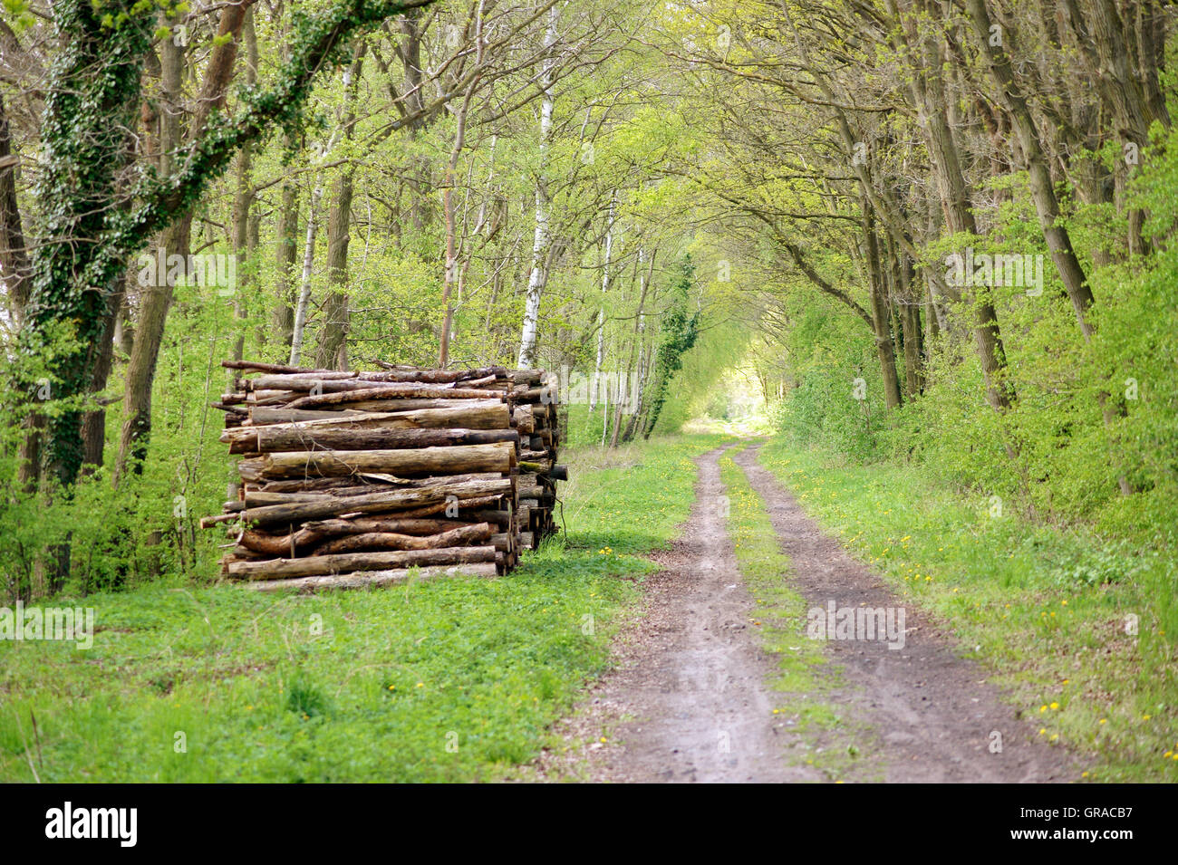 Stacked Tree Trunks Stock Photo - Alamy