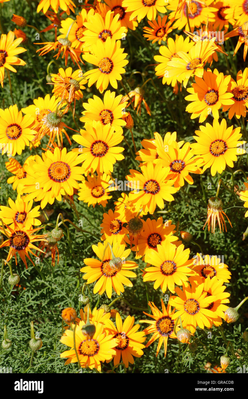 Coreopsis bed flowers hi-res stock photography and images - Alamy
