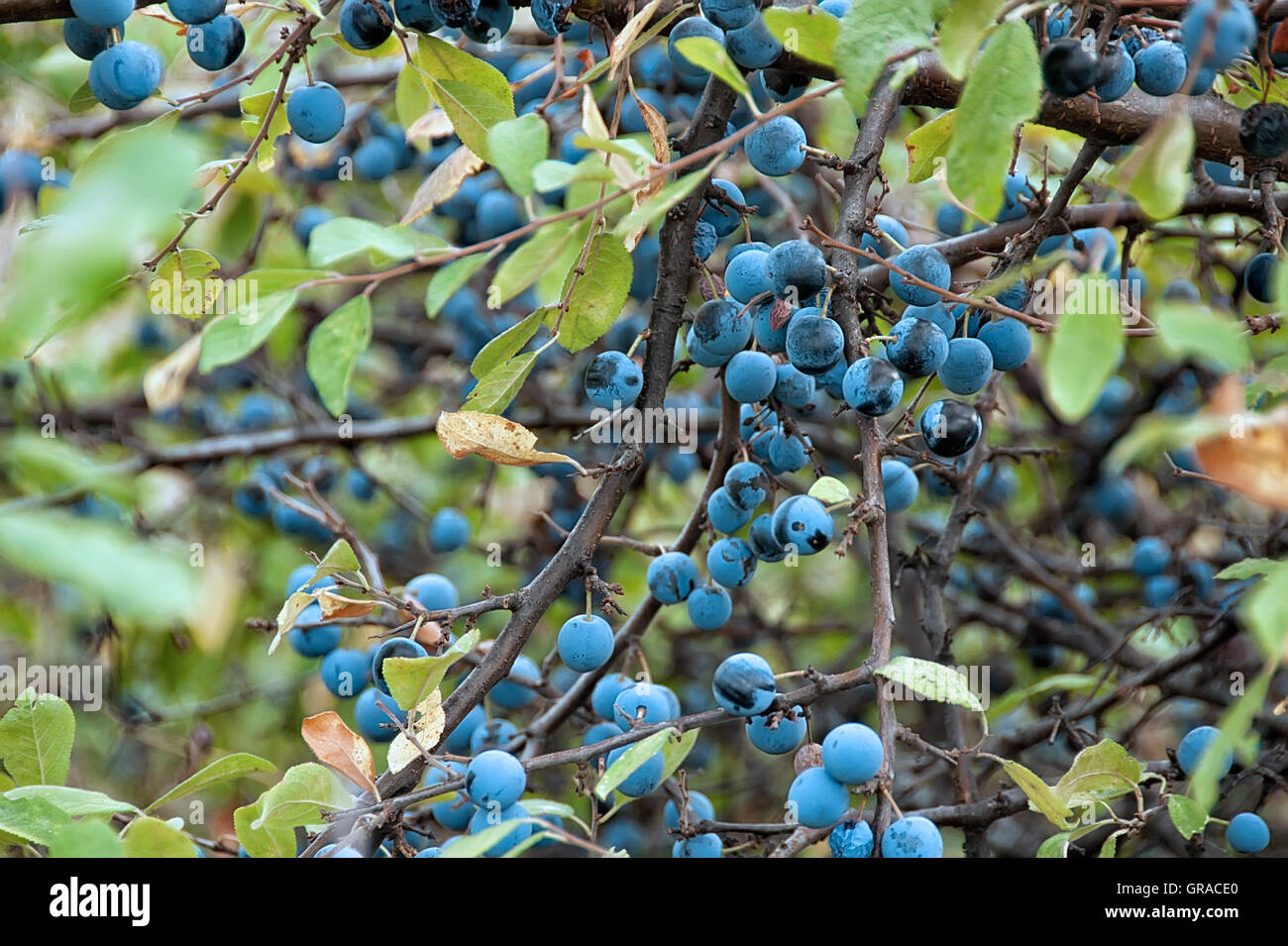 Blackthorn Sloe Prunus Spinosa Mature High Resolution Stock Photography ...