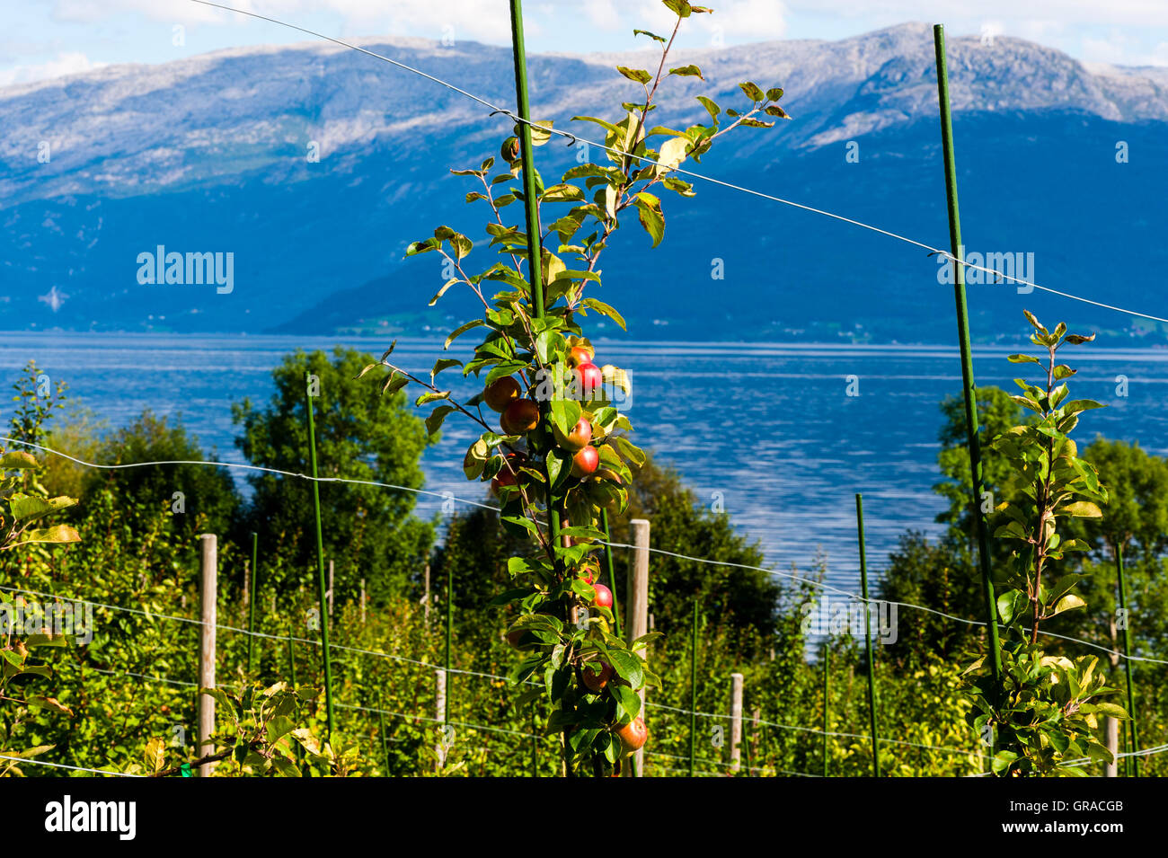 Norway, Strandebarm. Hardangerfjord Stock Photo - Alamy