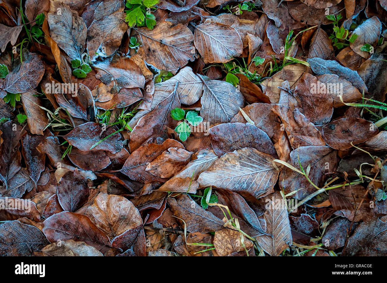 Frozen water on plants creates a natural crystal look Stock Photo - Alamy