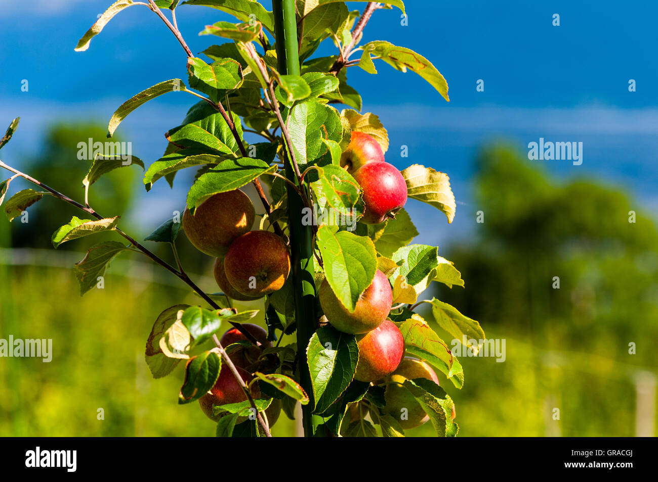 Norway, Strandebarm. Hardangerfjord, apple trees Stock Photo - Alamy