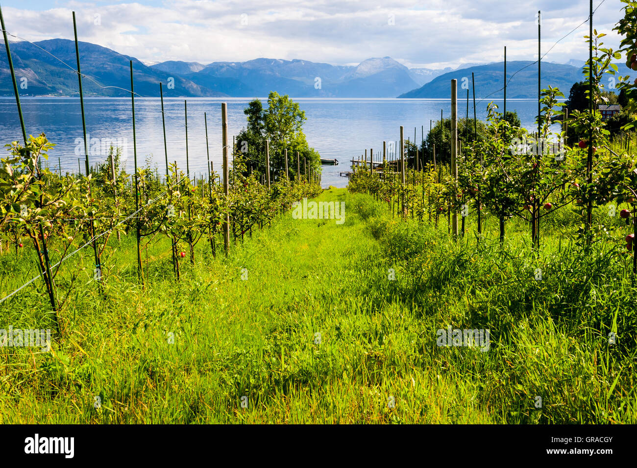 Norway, Strandebarm. Hardangerfjord, apple trees Stock Photo - Alamy