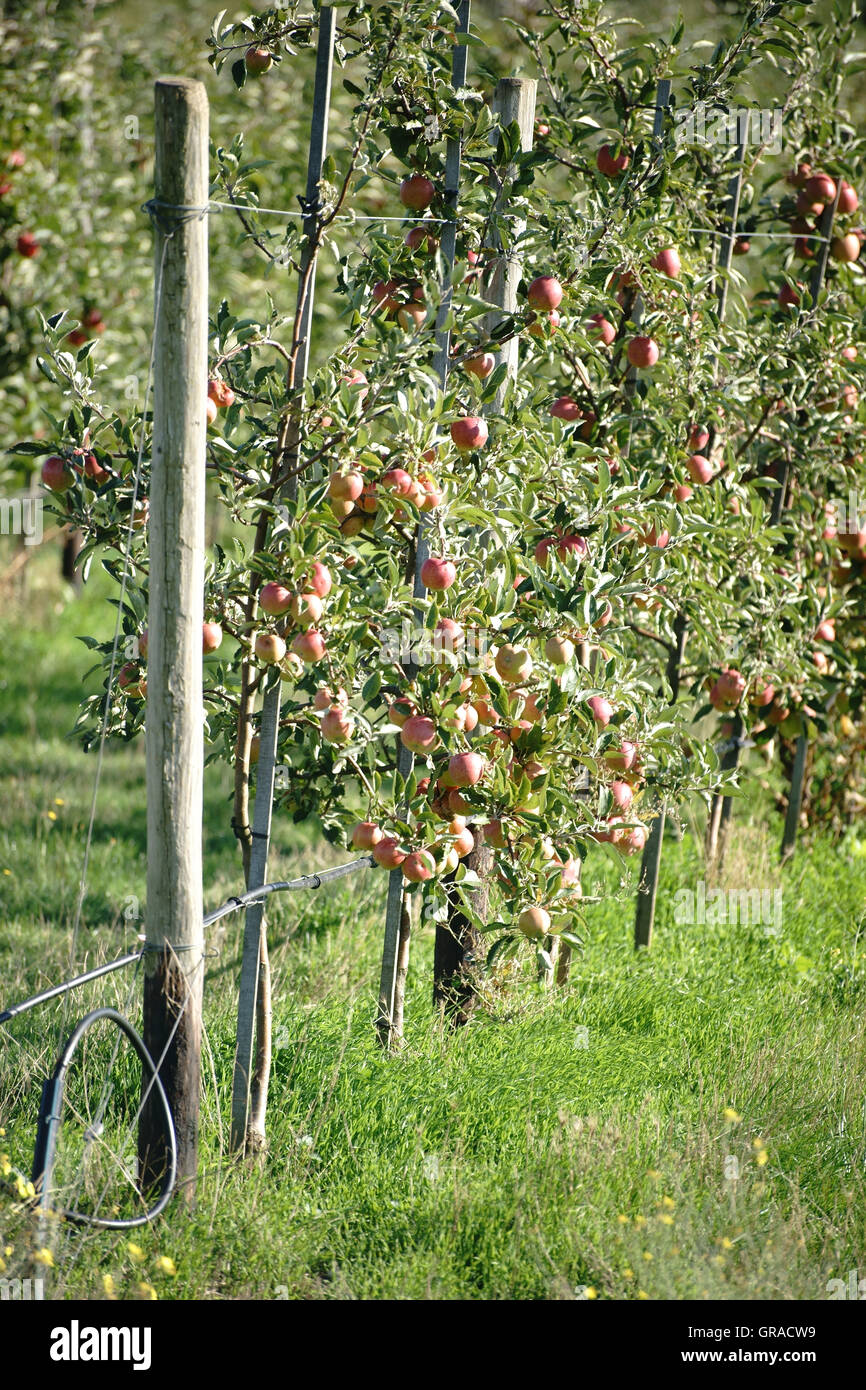 Obstbaumplantage hi-res stock photography and images - Alamy