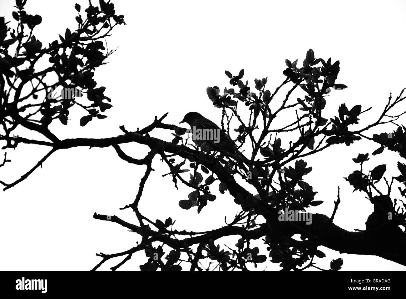 Bird Sitting In Tree Silhouette Stock Photo - Alamy