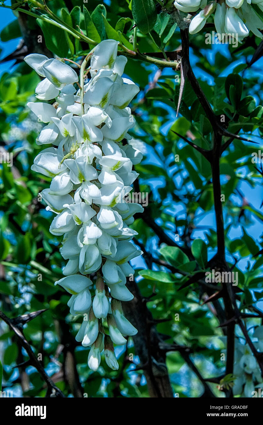 Black locust (robinia pseudoacacia) flowers in spring Stock Photo - Alamy