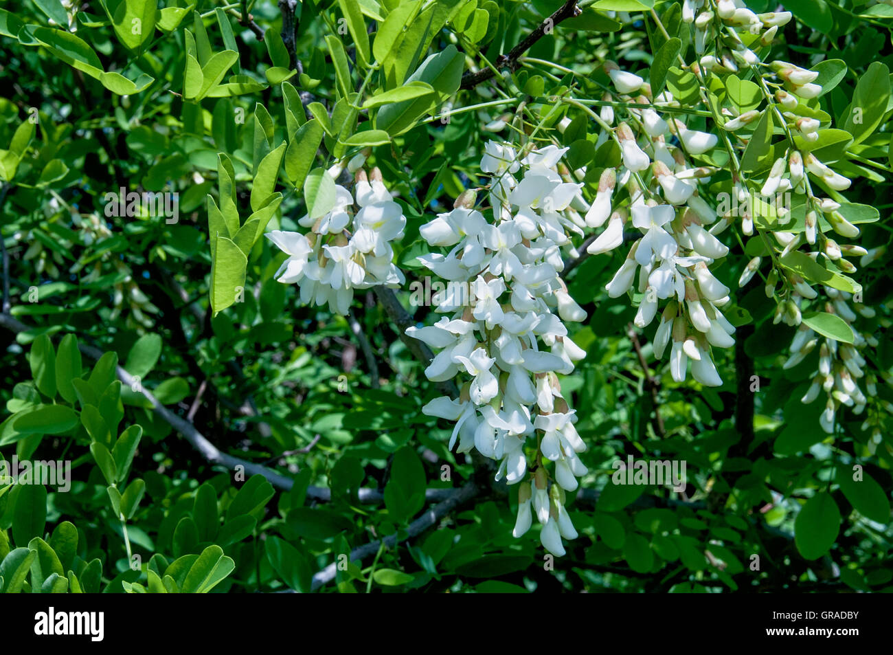 Black locust (robinia pseudoacacia) flowers in spring Stock Photo - Alamy