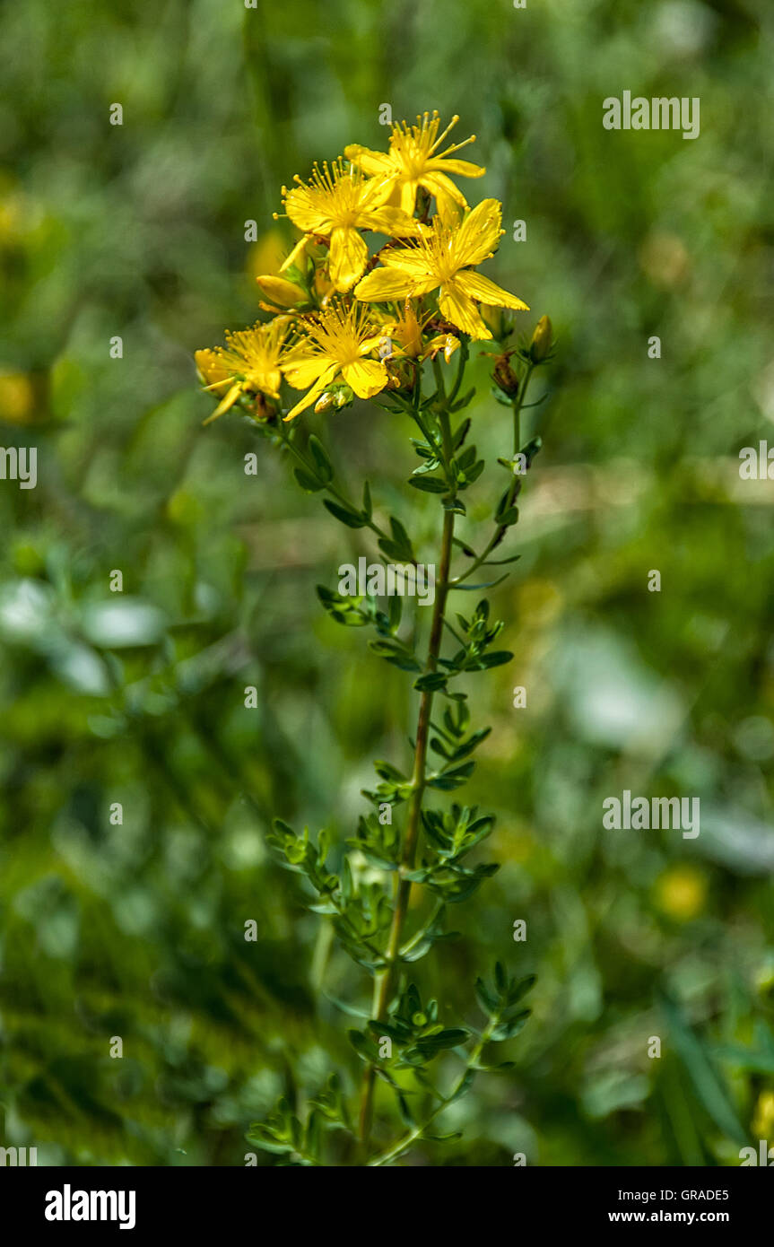 Saint John's wort flowers Stock Photo - Alamy