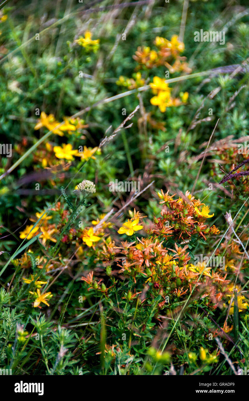 Saint John's wort flowers Stock Photo - Alamy